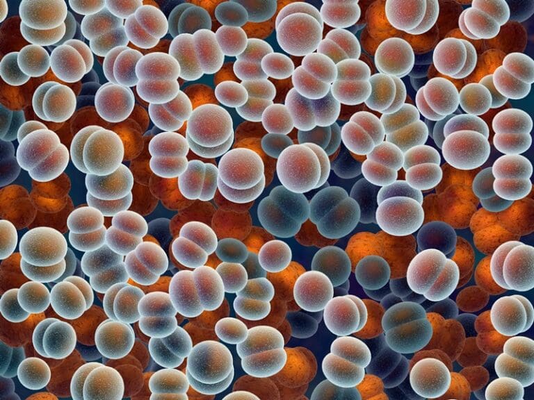 Virus y bacterias: las diferencias entre infecciones víricas y ...