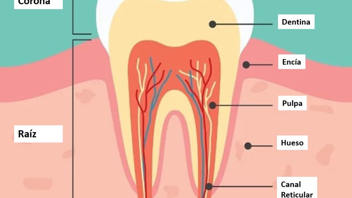 Anatomía De La Raíz Del Diente