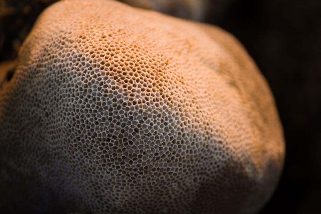 ¿Qué es la tripofobia? Causas y síntomas